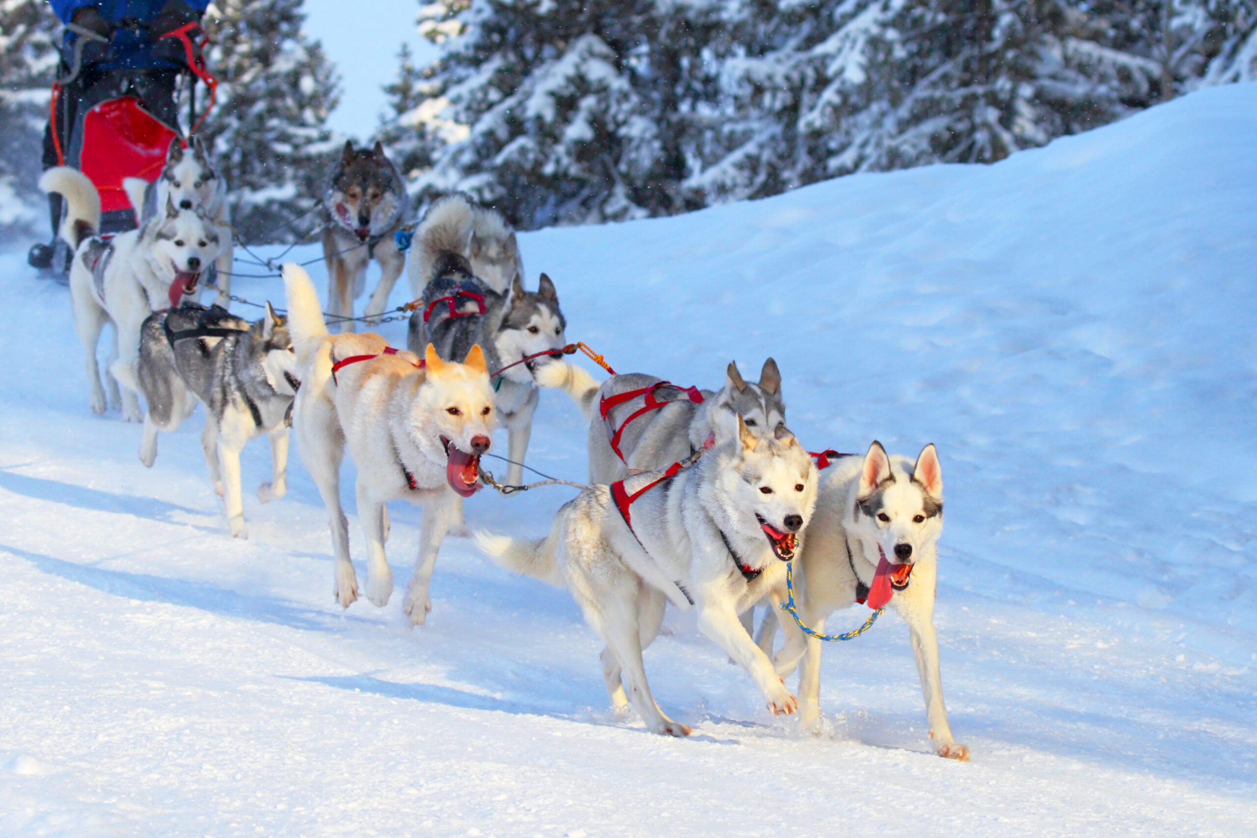 Experience Lapland with Finland Local Guide Tours